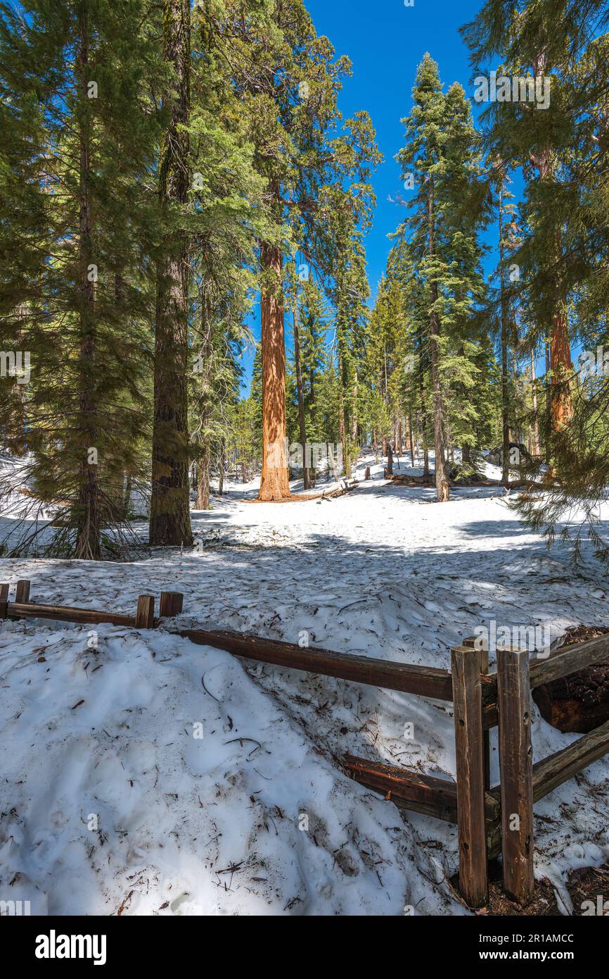 Morning sunlight through the General grant Grove of giant Sequoias in ...