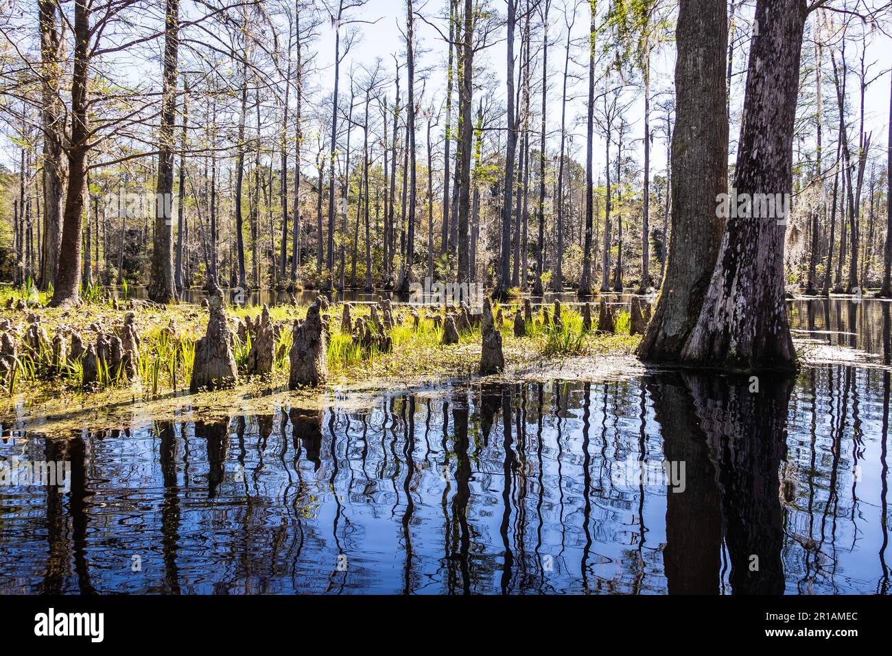 Low angle view over the water of a South Carolina swamp with tall trees ...