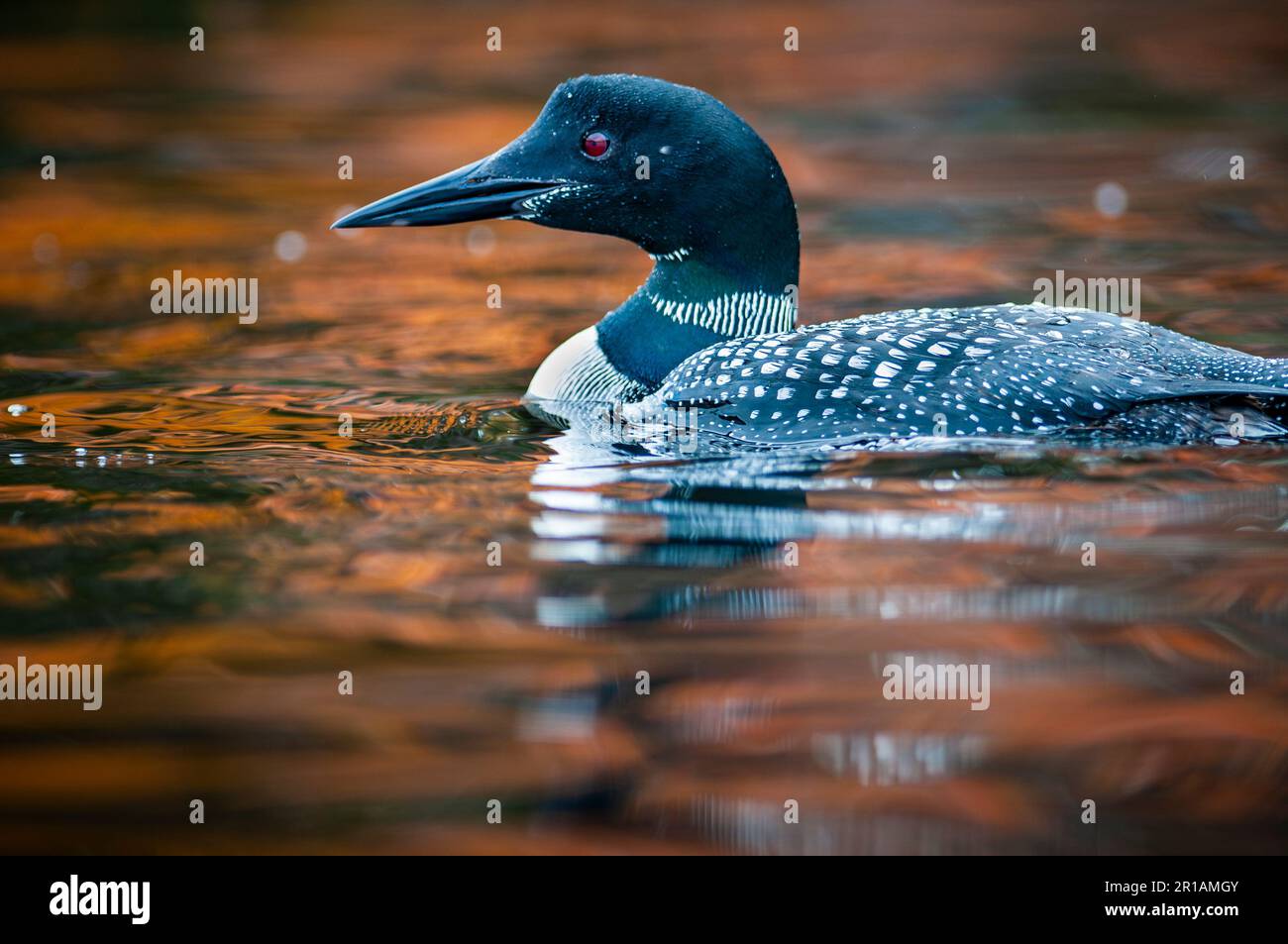 Common Loon resting at the surface of a northern lake Stock Photo - Alamy