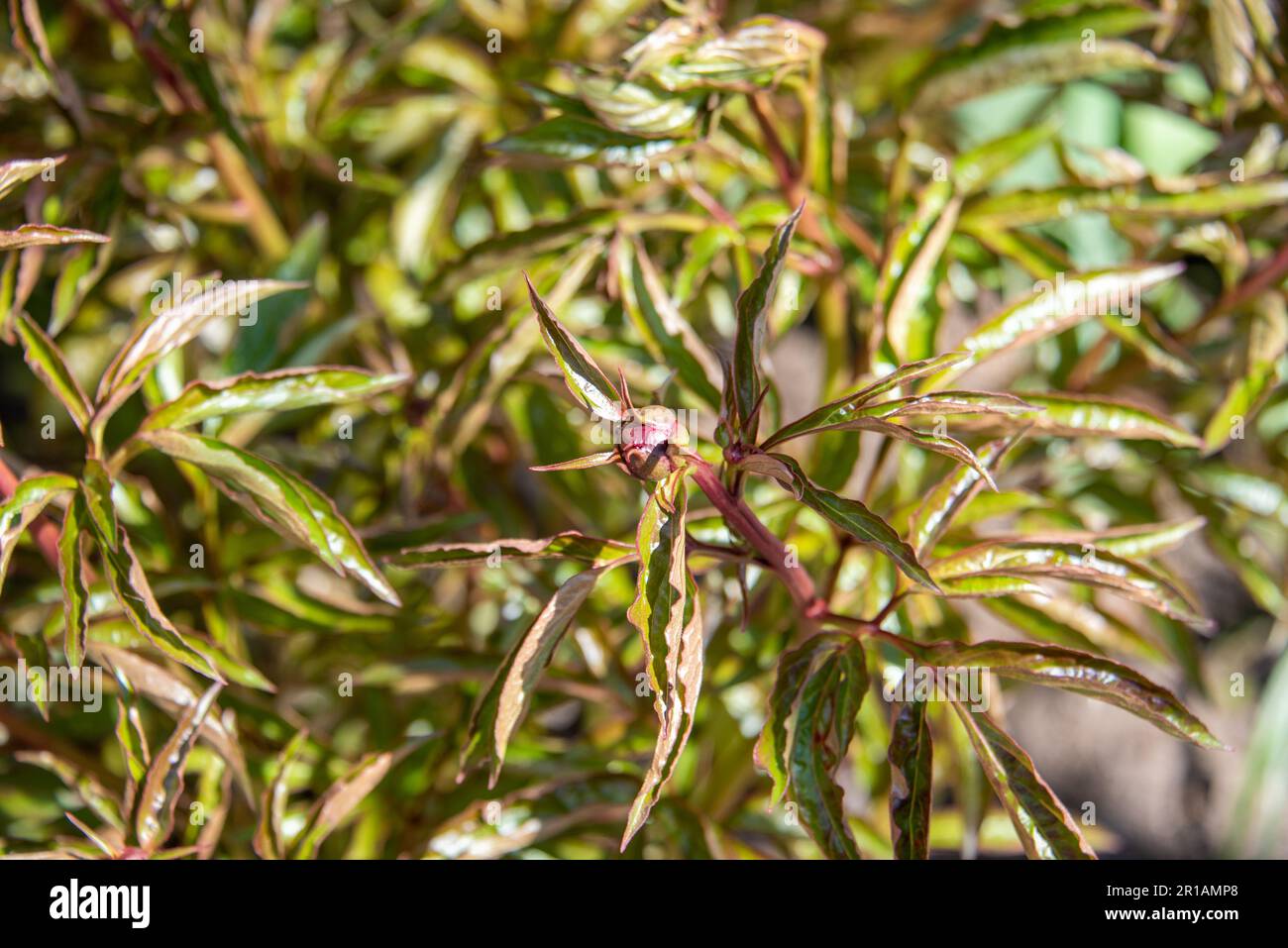 Close-up of the first bud on a peony bush. Peony lat. Paeonia is a ...