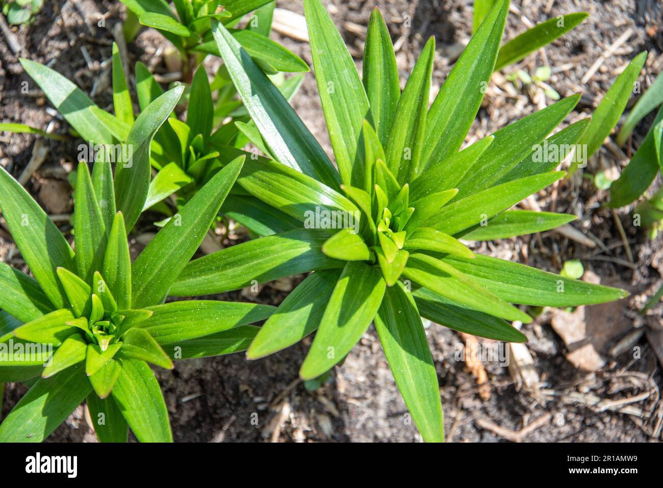 Lush sprouts of a garden lily without flowers. Lily lat. Lilium is a genus of plants in the ...