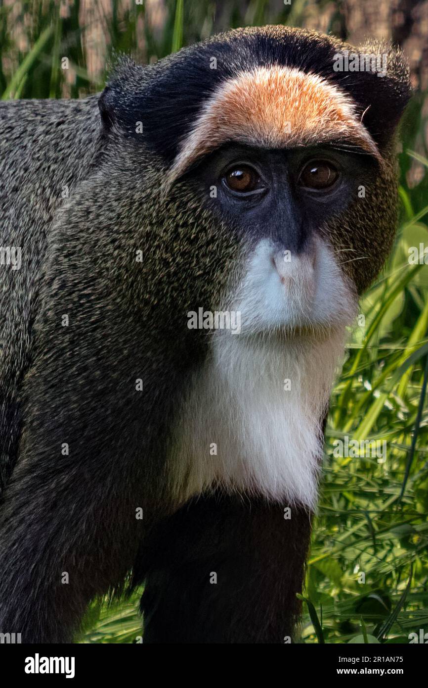 De Brazza's monkey Stock Photo - Alamy