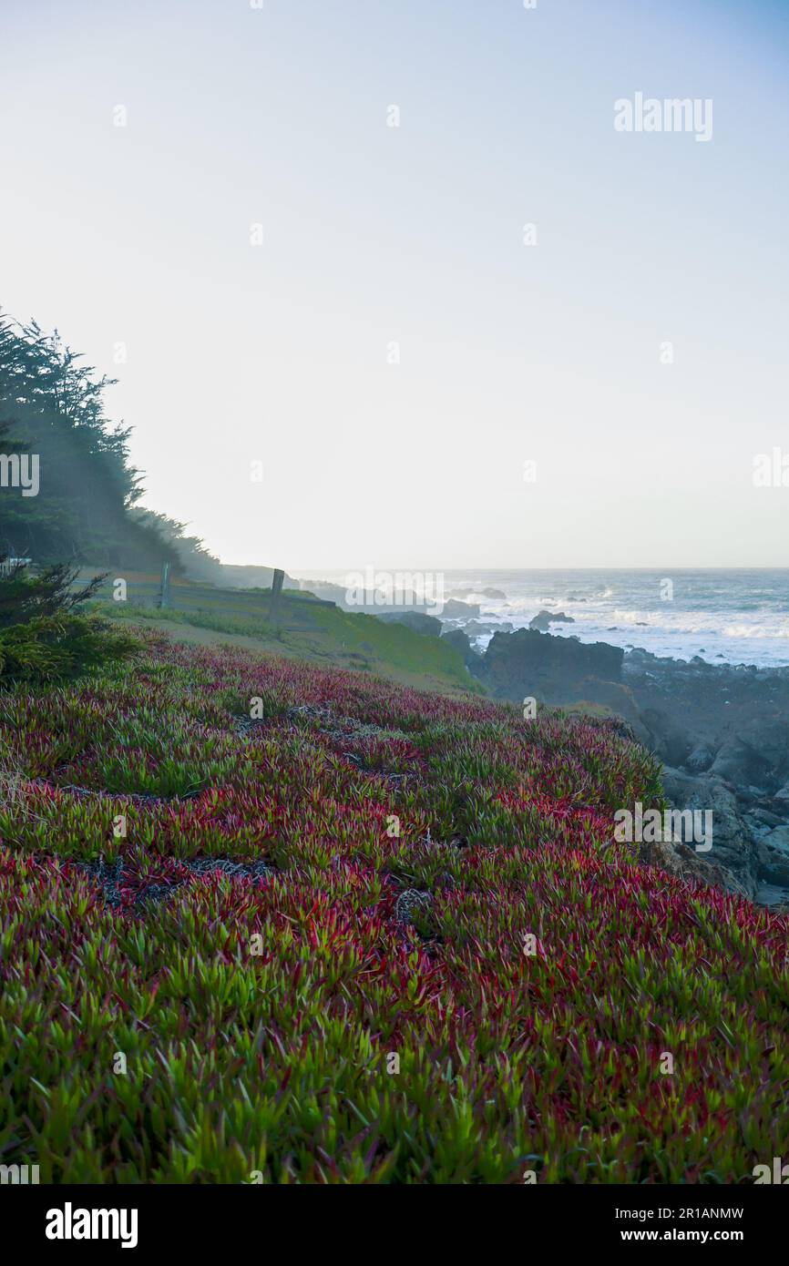 Ice Plants California Stock Photo - Alamy