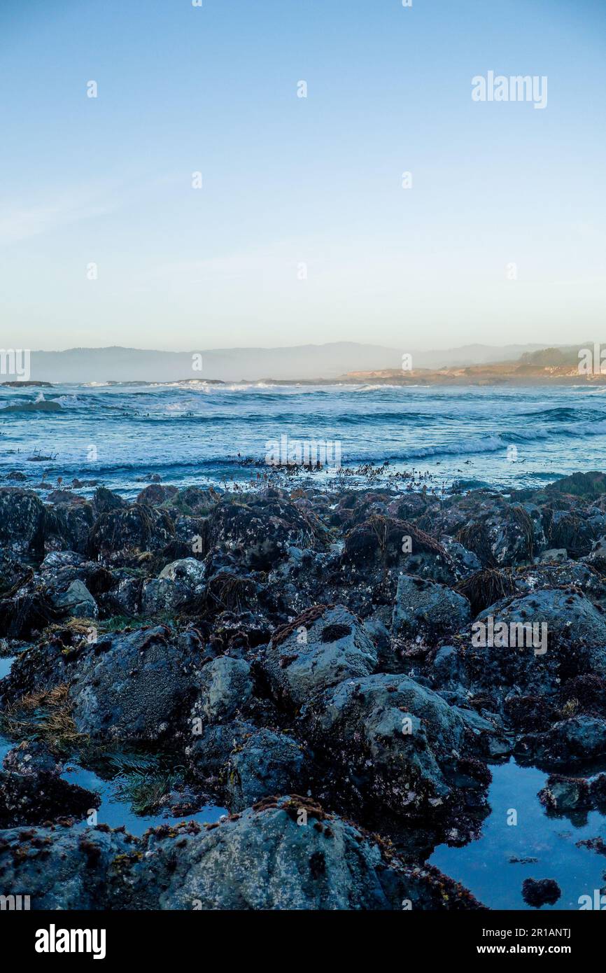 Ice Plants California Stock Photo - Alamy