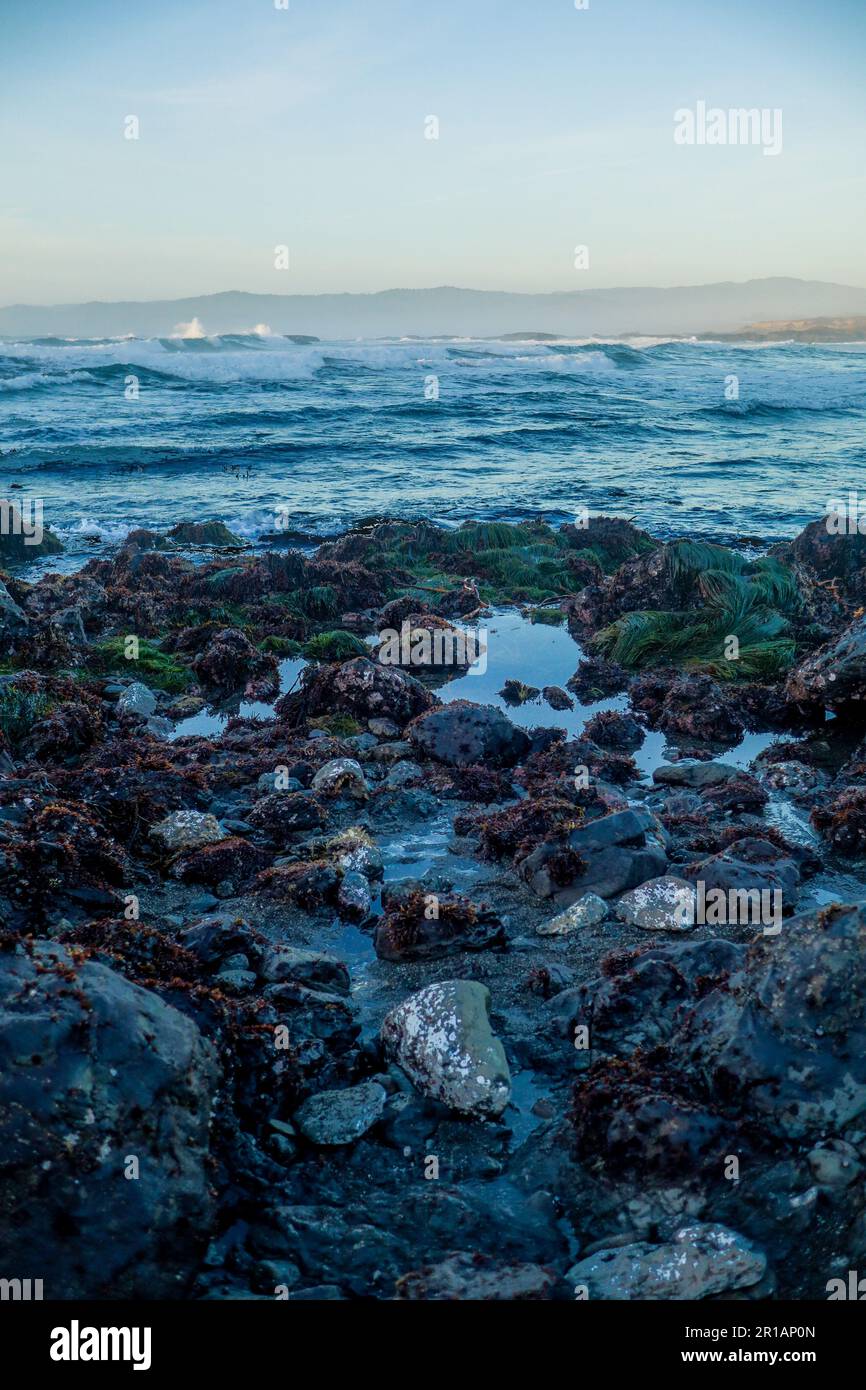 Ice Plants California Stock Photo - Alamy