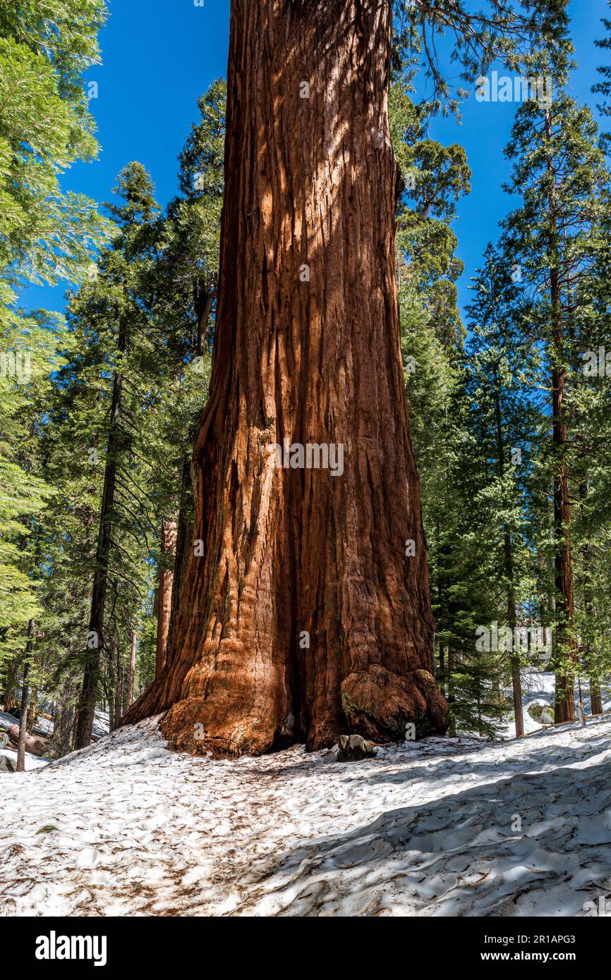 The base of the General Grant tree is the widest in Kings Canyon ...