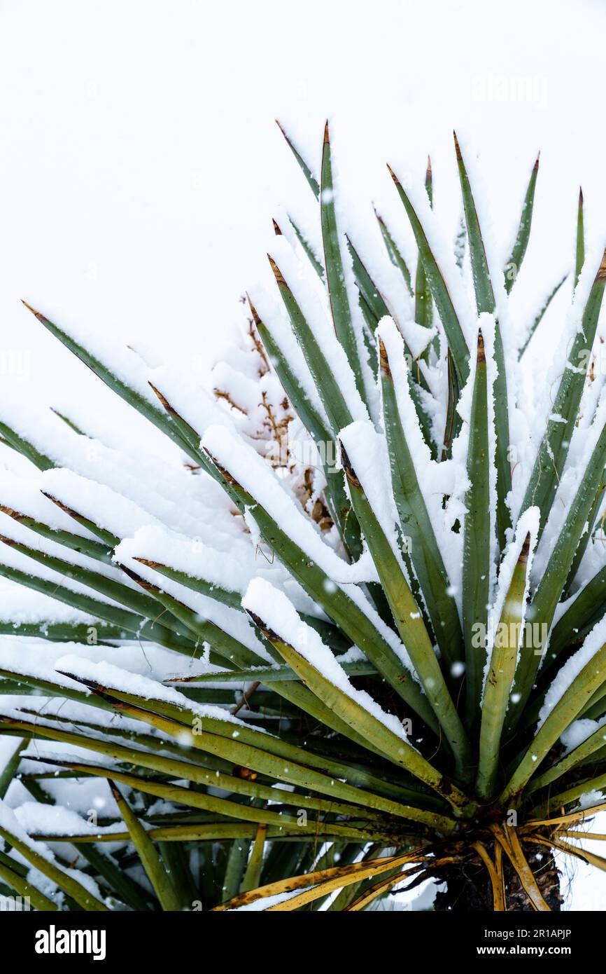 Mojave Yucca with snow on the leaves in the Mojave Desert, California ...