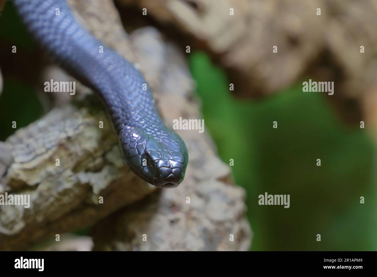 Woods black spitting cobra hi-res stock photography and images - Alamy