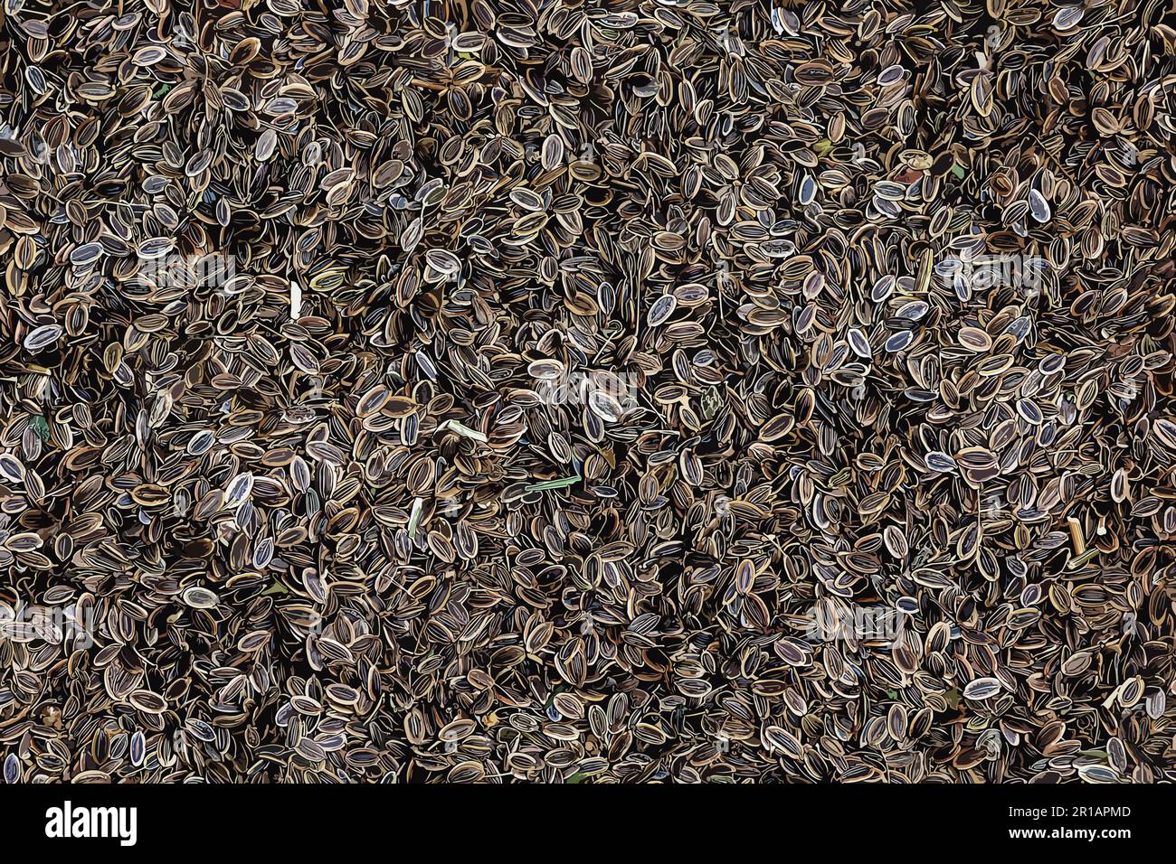 Illustration of natural background of dill seeds. Spring or autumn ...