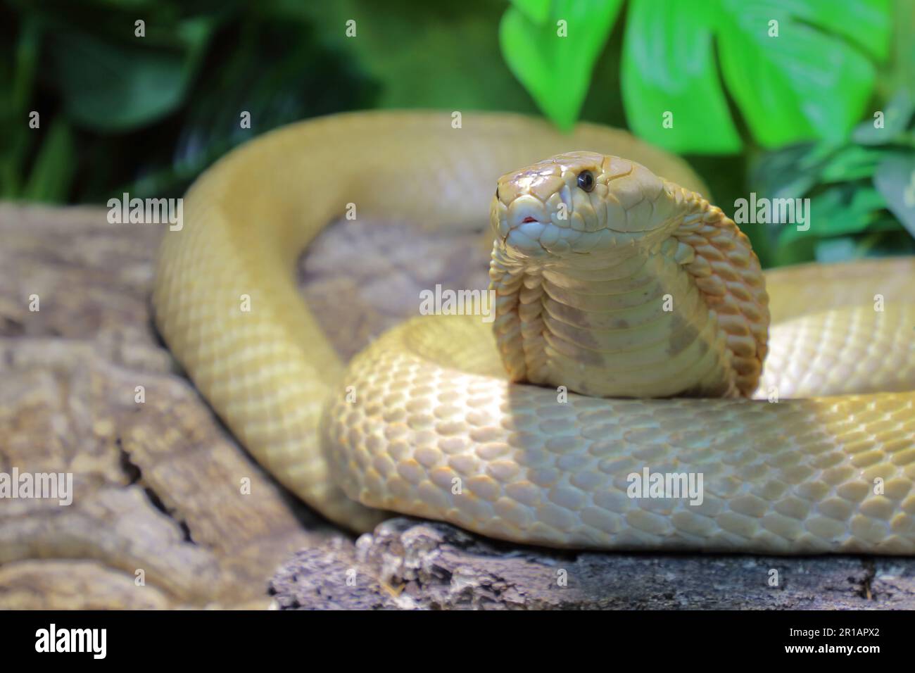 Sunset Monocled Cobra