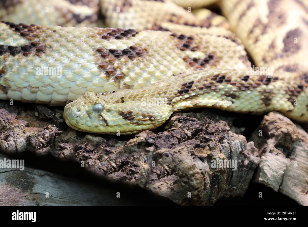 Afrika puff adder hi-res stock photography and images - Alamy