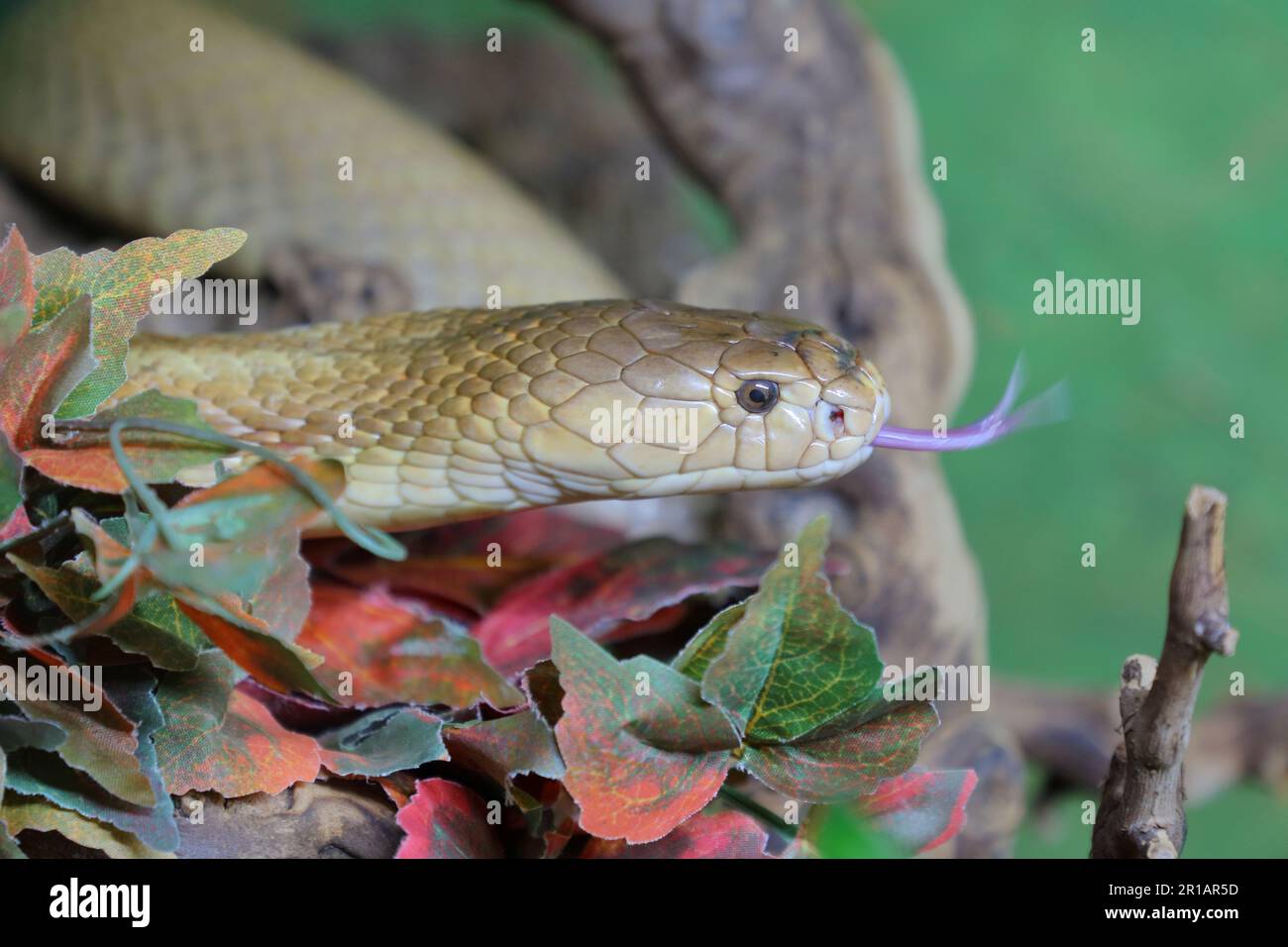 Indian spitting cobras hi-res stock photography and images - Alamy