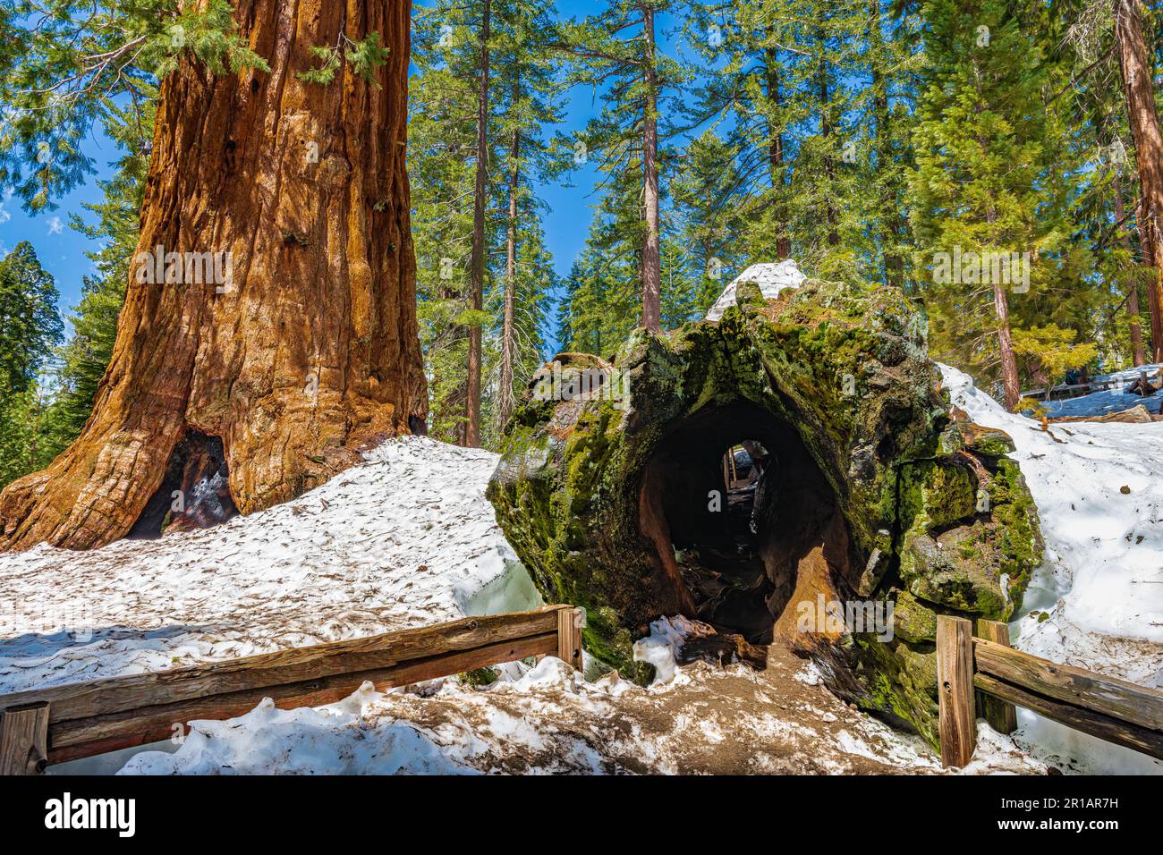 Morning sunlight through the General grant Grove of giant Sequoias in ...