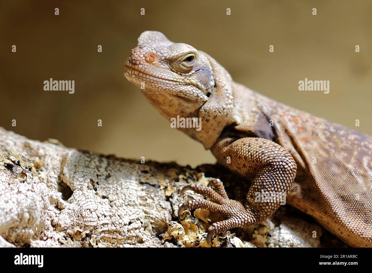 Common chuckwallas hi-res stock photography and images - Alamy
