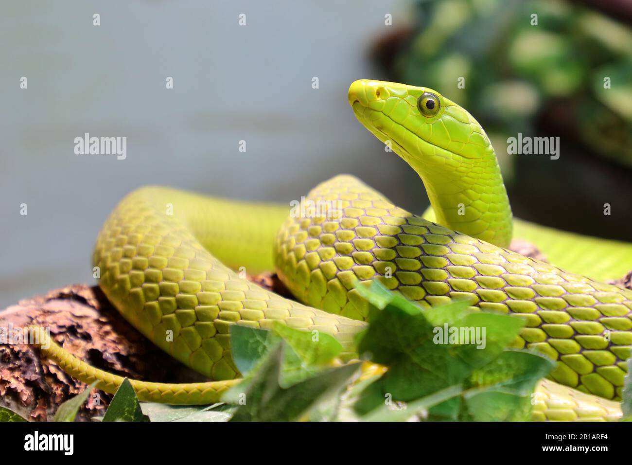Gewöhnliche Mamba / Eastern green mamba / Dendroaspis angusticeps Stock ...