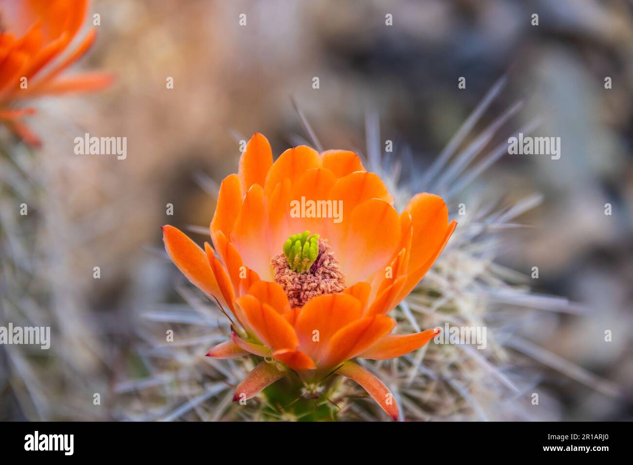 The orange blooms of the hedgehog cactus (Echinocereus triglochidiatus ...