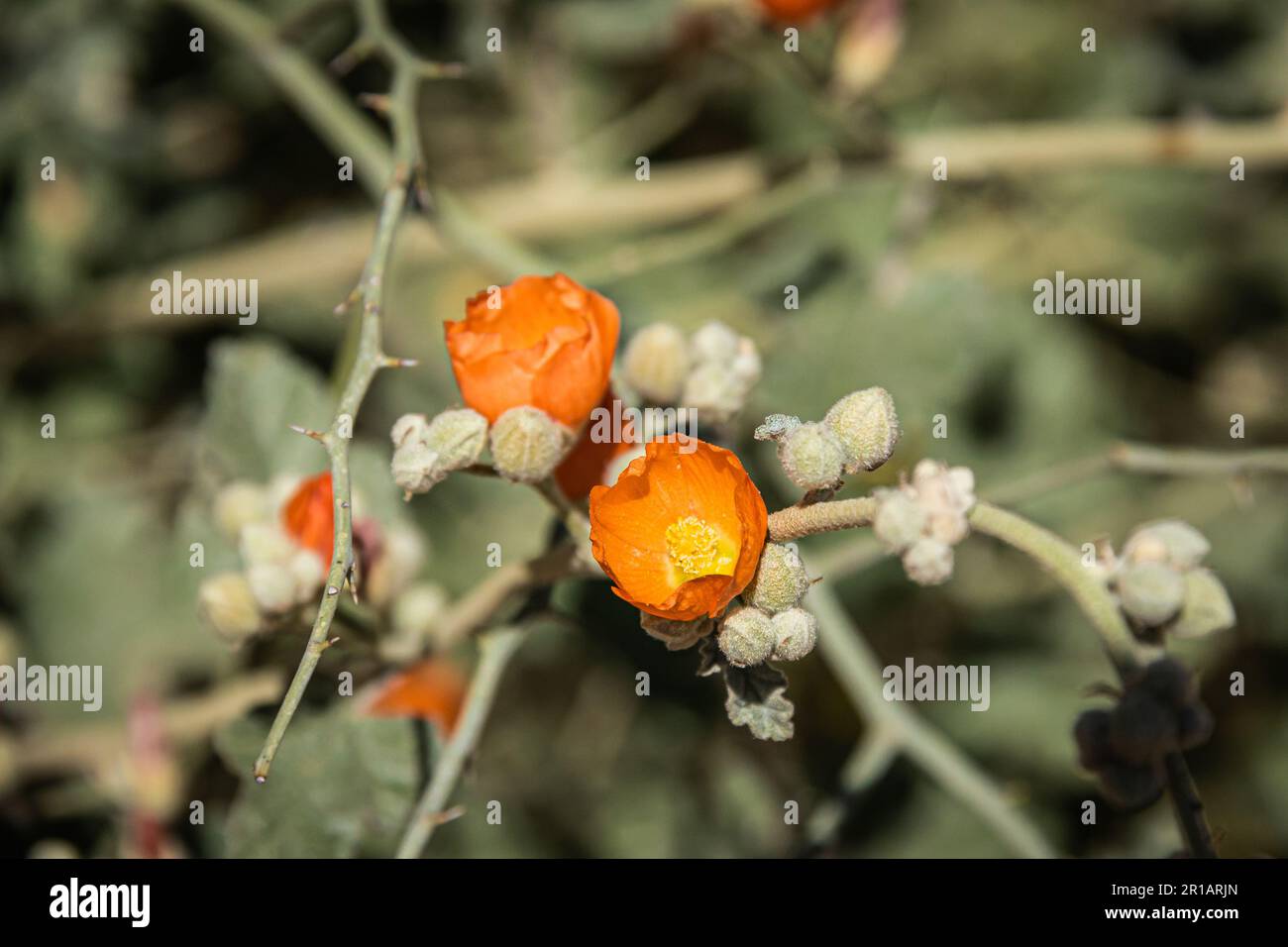 Munro’s orange globe mallow (Sphaeralcea munroana), also known as Munro ...