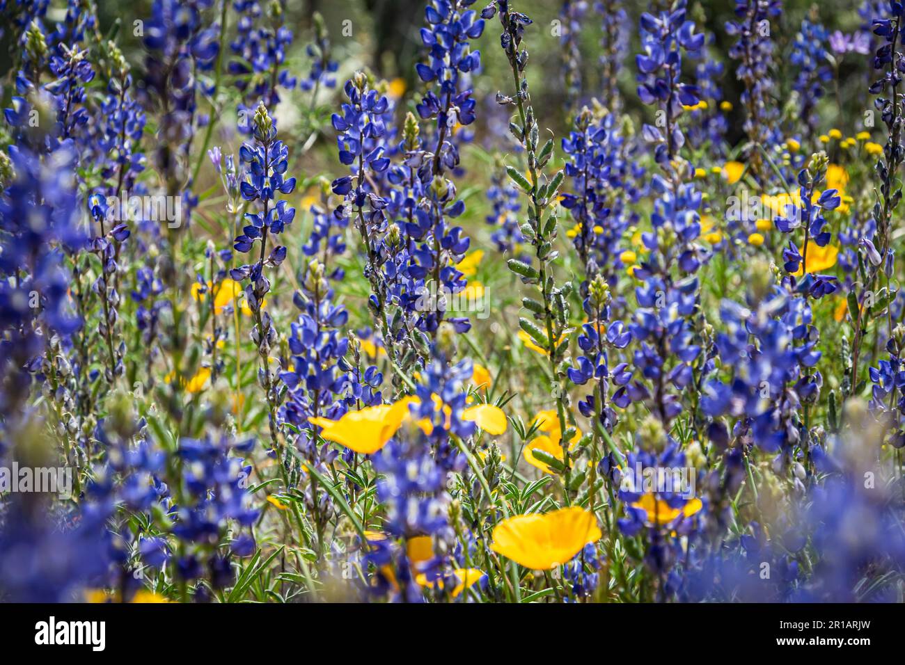 Blue Arizona Lupines (Lupinus Arizonicus) blooming in a green field on ...