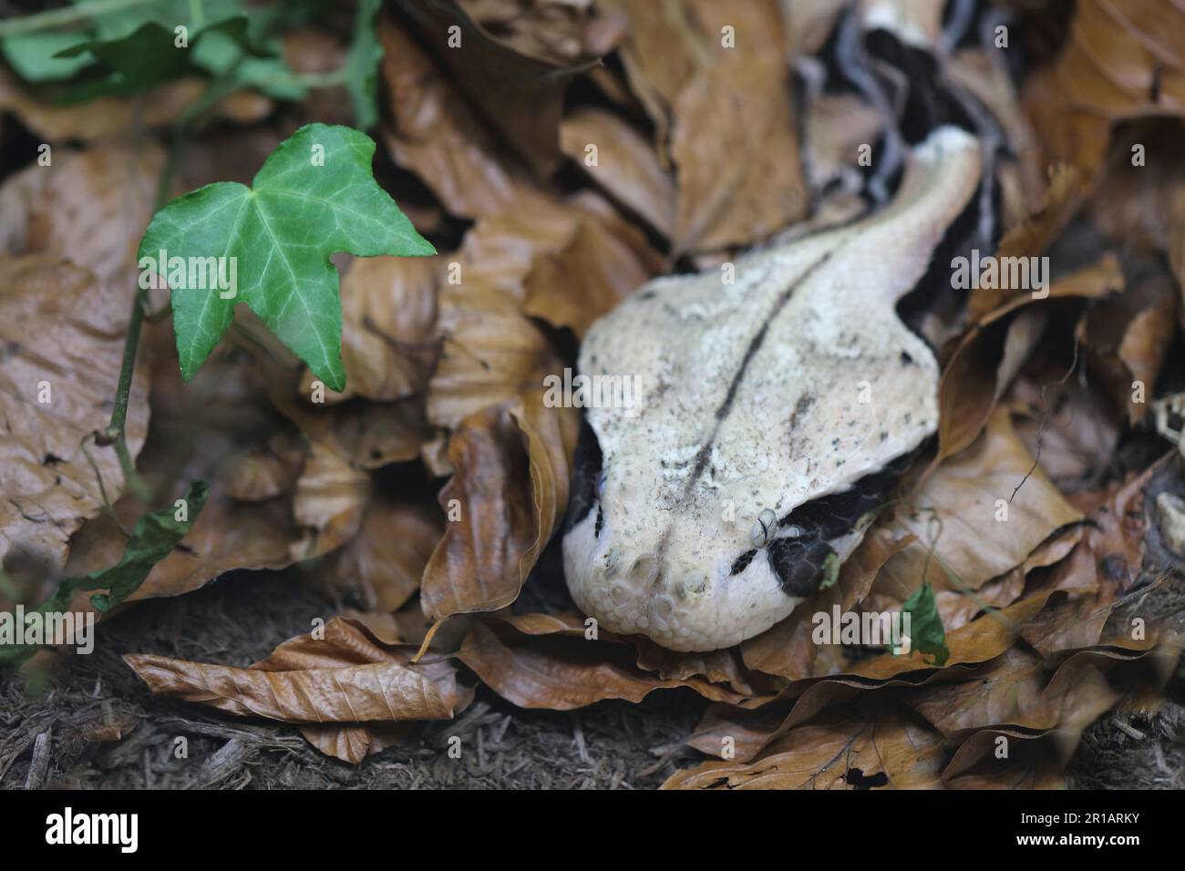 Östliche Gabunviper / Gaboon viper / Bitis gabonica Stock Photo - Alamy