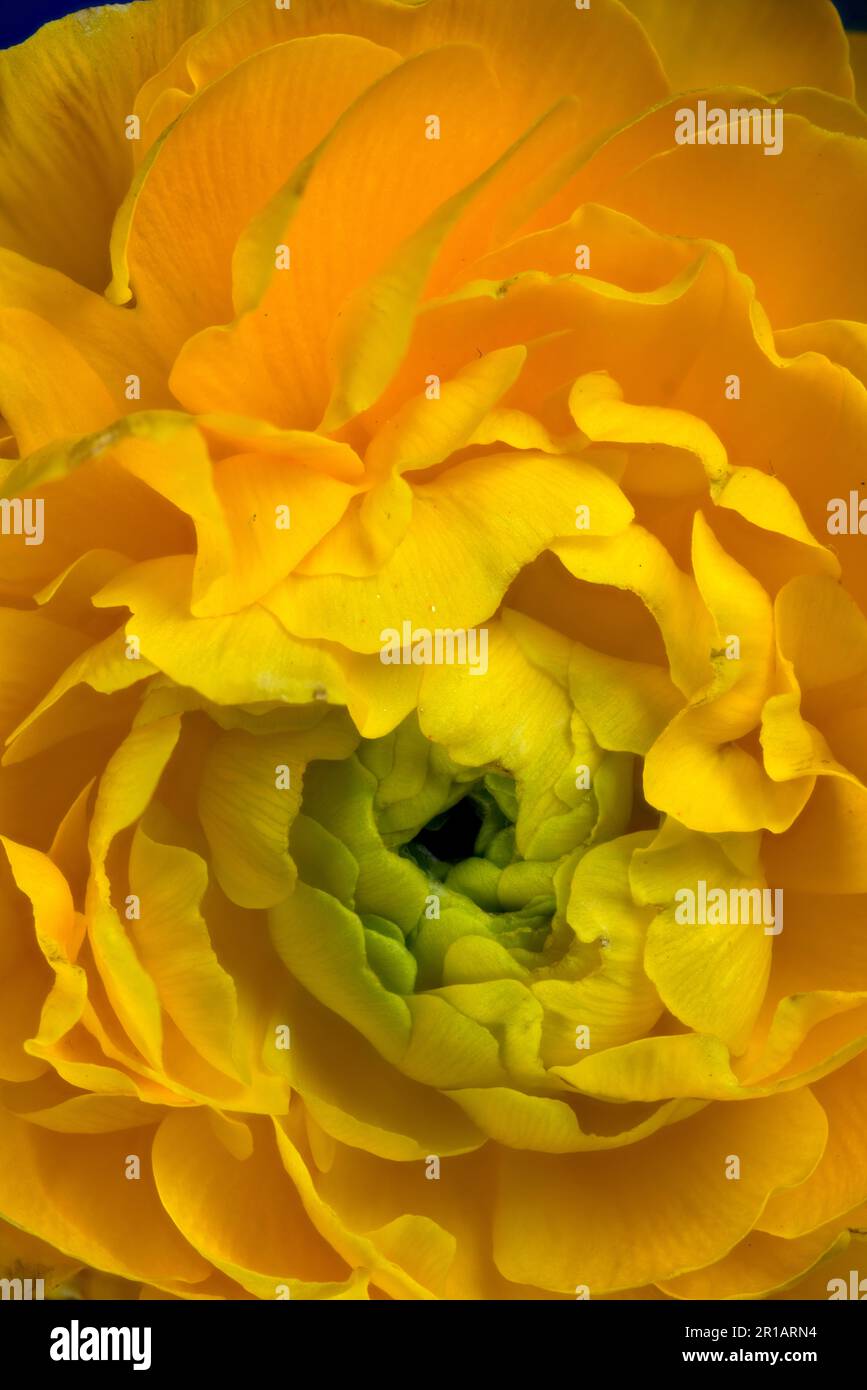 Closeup flower ranunculus asiaticus hi-res stock photography and images ...