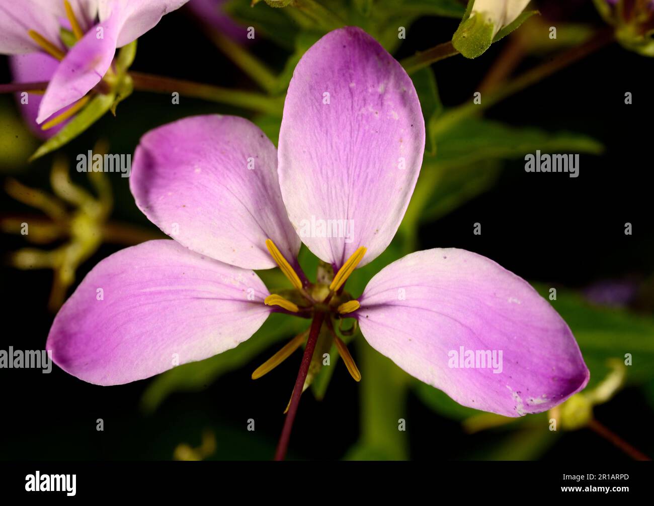 Purple cleome plant hi-res stock photography and images - Alamy