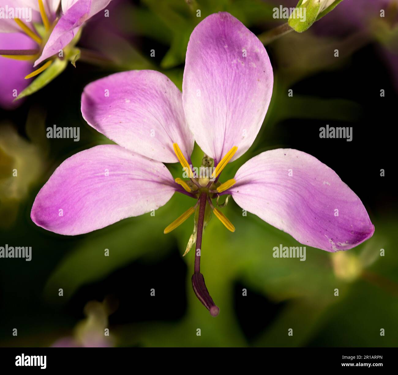 Closeup image of a Purple (Cleome) Spider flower Stock Photo - Alamy
