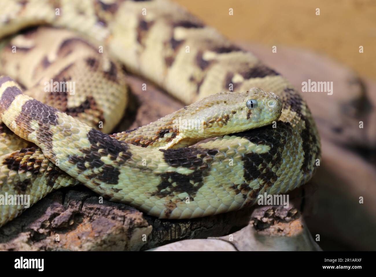 Puffotter / Puff adder / Bitis arietans Stock Photo - Alamy