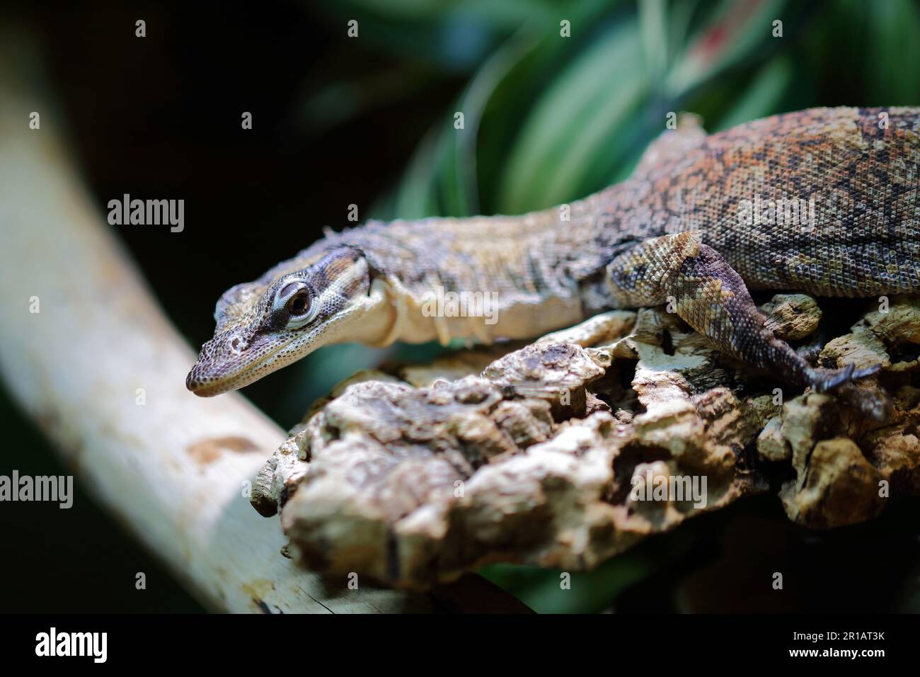 Kimberley felsenwaran hi-res stock photography and images - Alamy