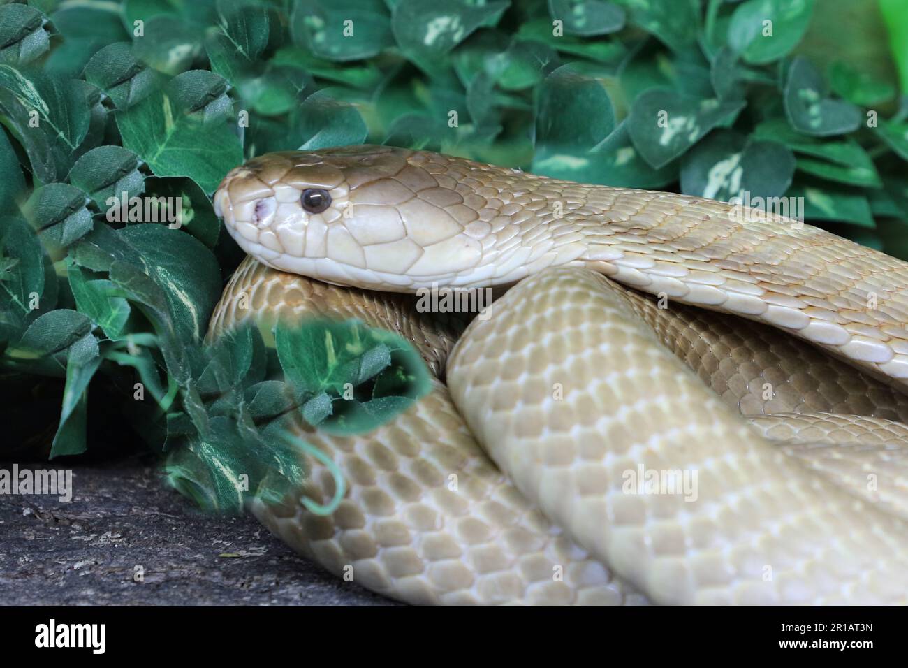 Indian spitting cobras hi-res stock photography and images - Alamy