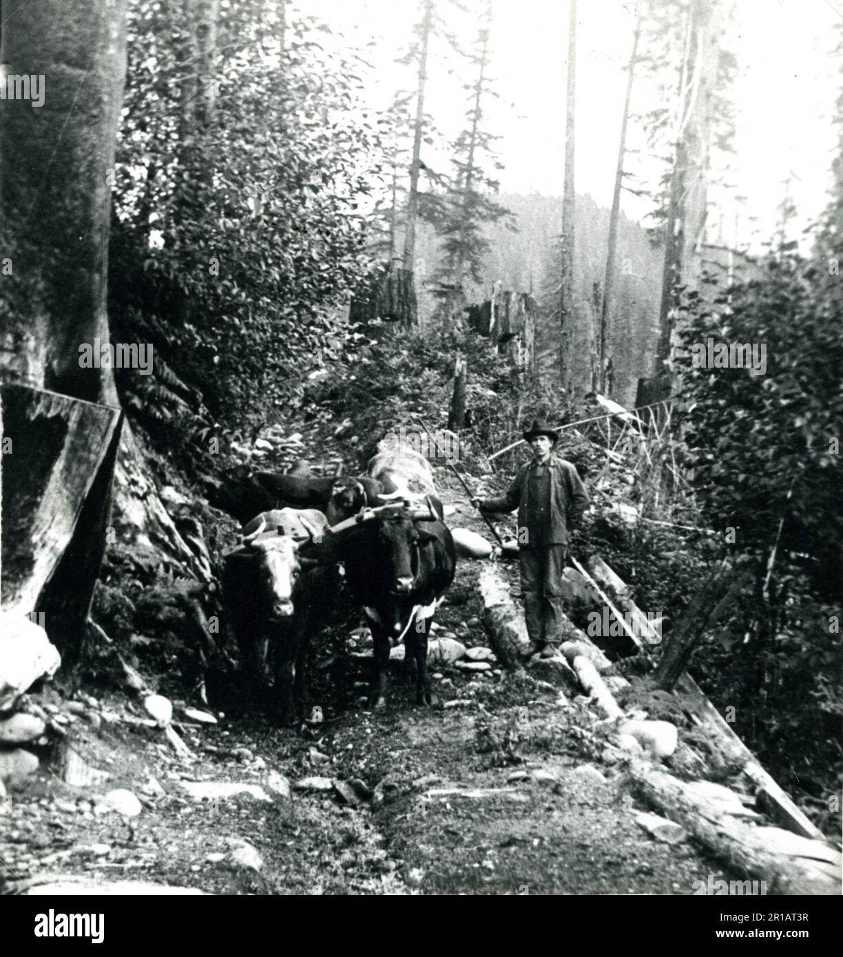 William John Smith with Bull Logging Team near Detroit c. 1900 Stock ...