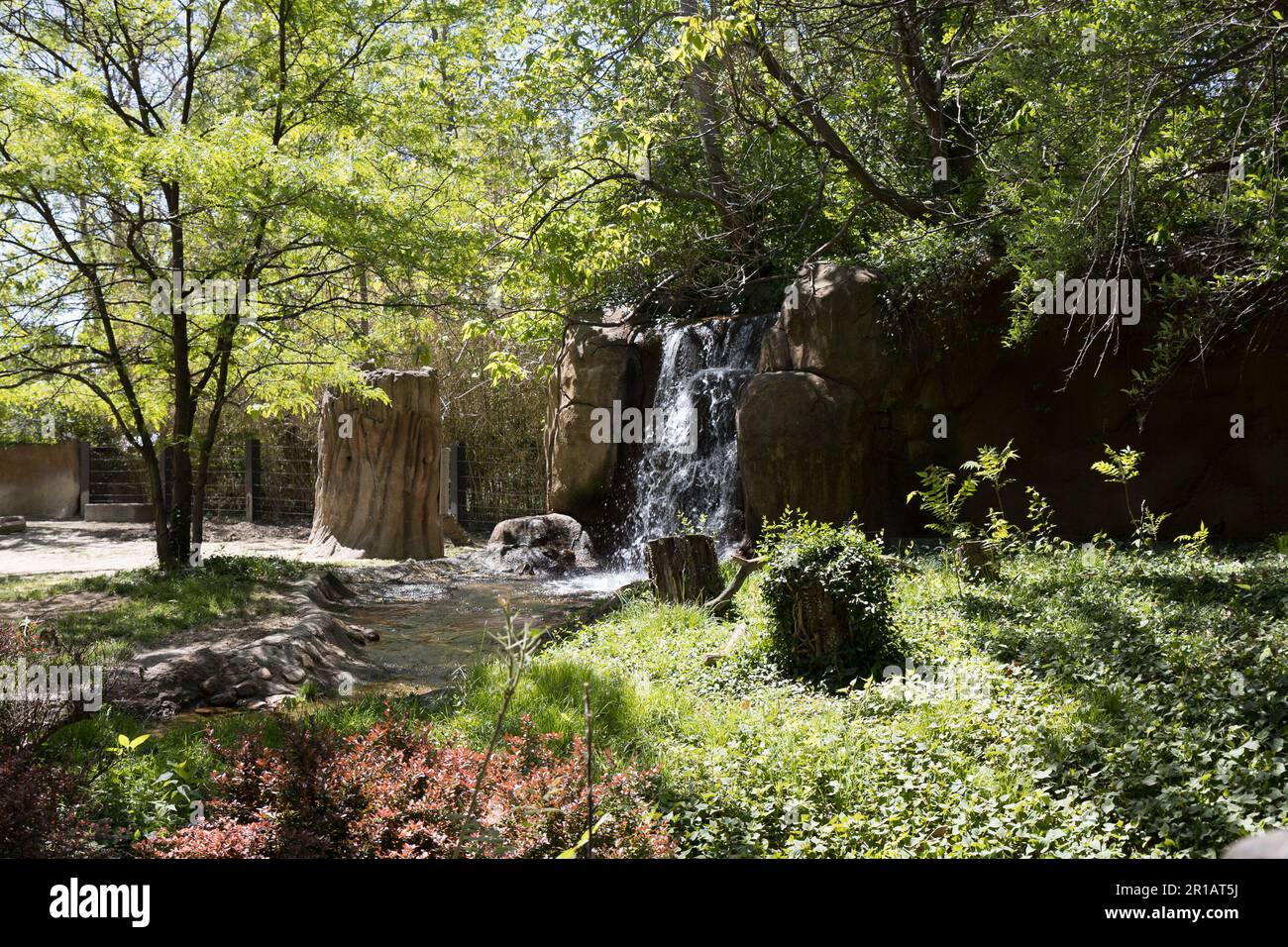 overgrown vegetation with trees Stock Photo - Alamy
