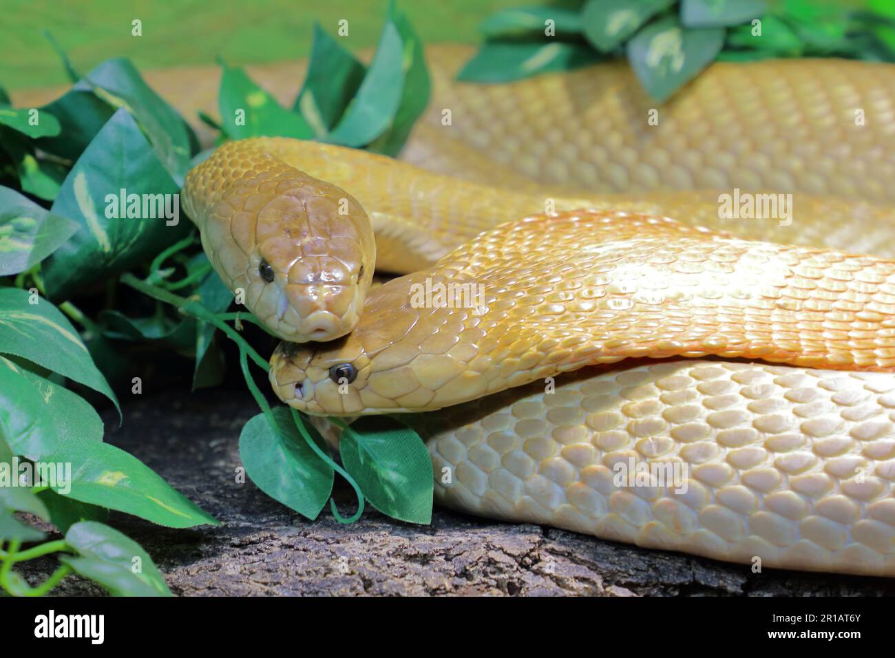Indian spitting cobras hi-res stock photography and images - Alamy