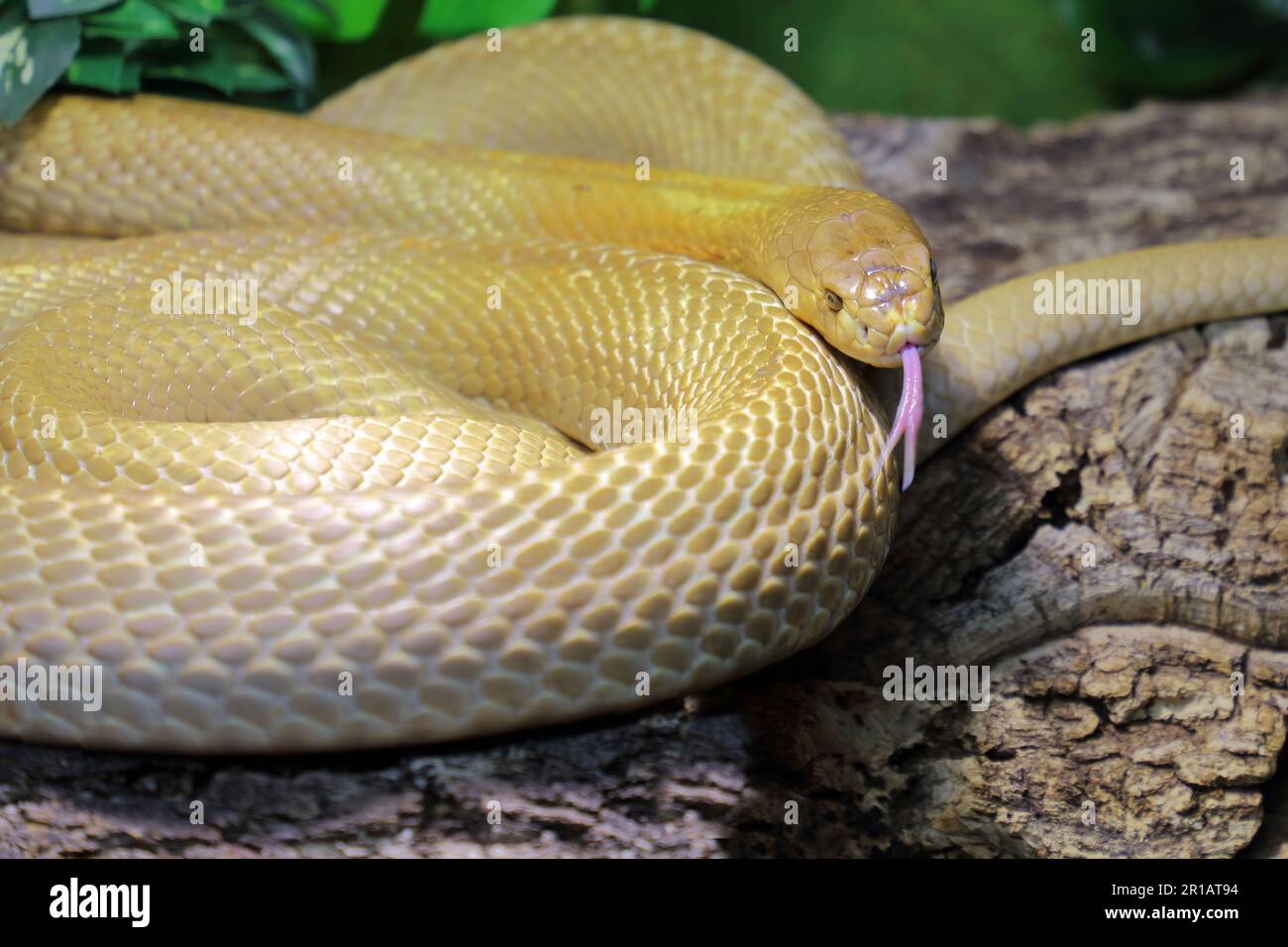 Monokelkobra / Monocled cobra / Naja kaouthia Stock Photo - Alamy