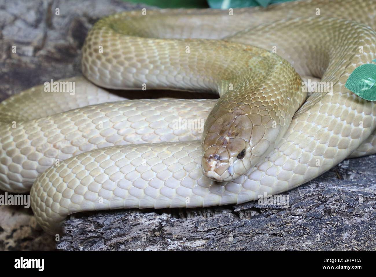 Monokelkobra / Monocled cobra / Naja kaouthia Stock Photo - Alamy