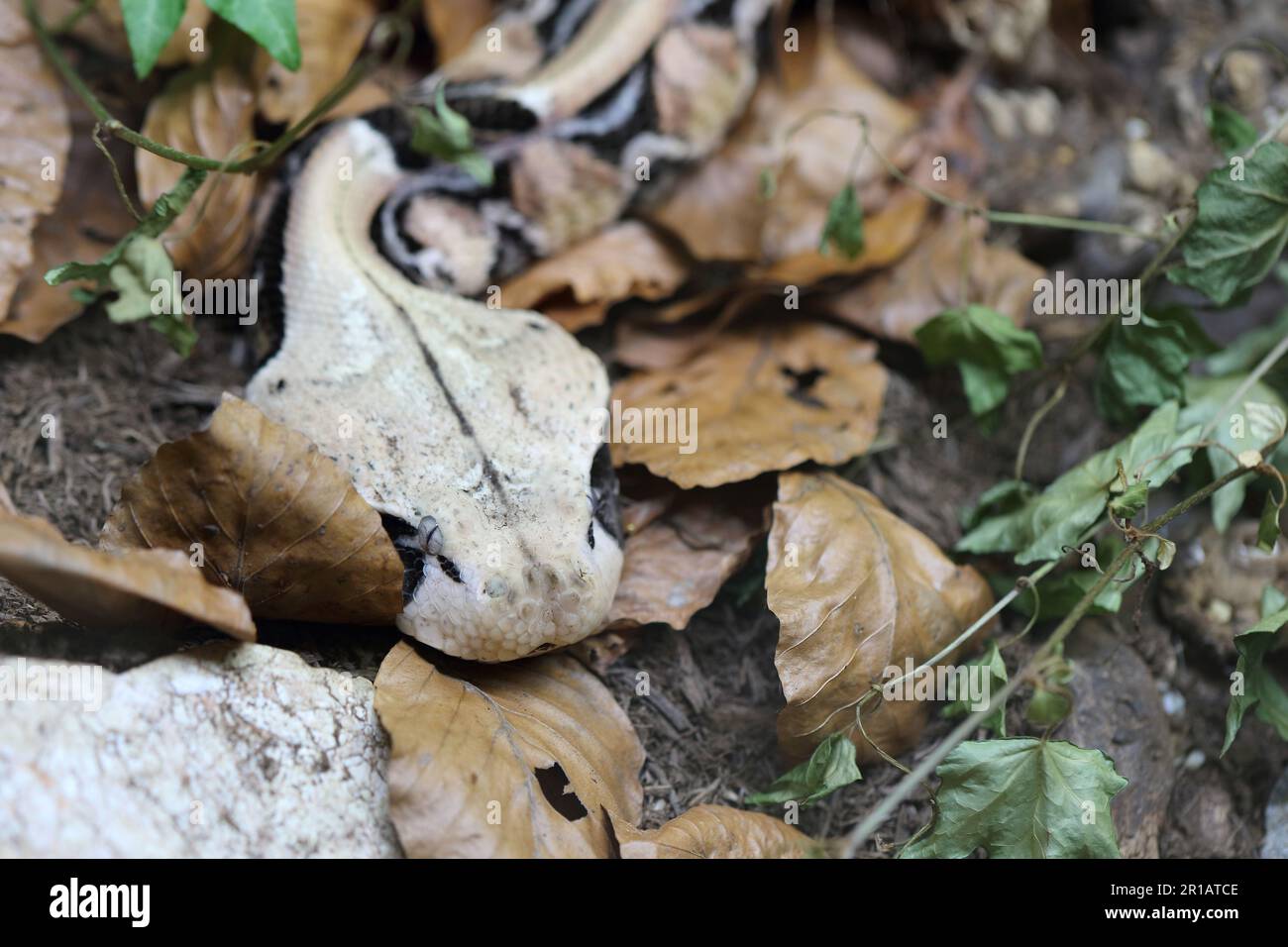 Östliche Gabunviper / Gaboon viper / Bitis gabonica Stock Photo - Alamy