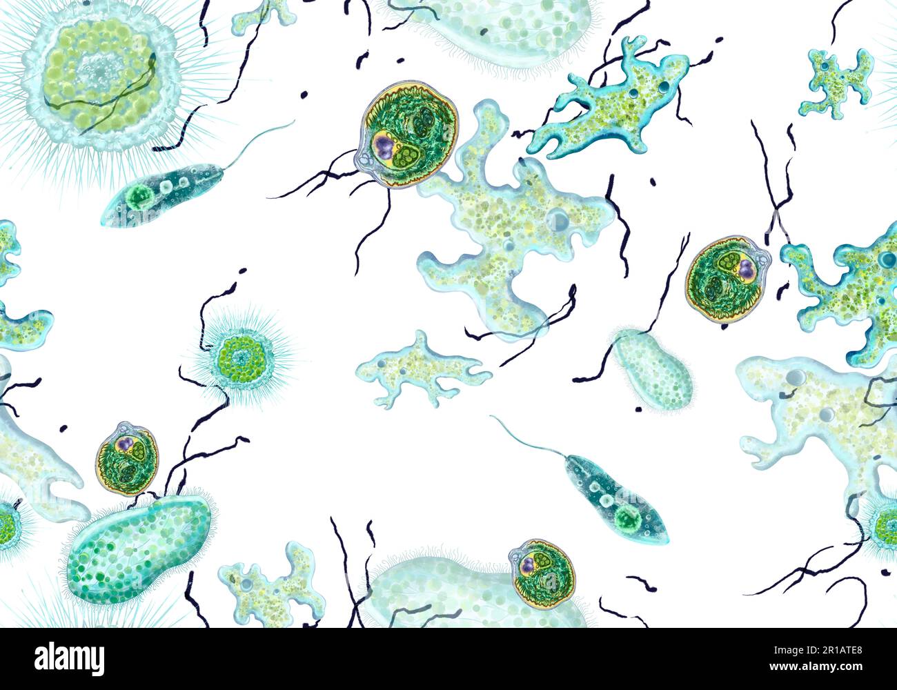 Bacteria, unicellular protozoa, algae. Seamless pattern for printing in ...