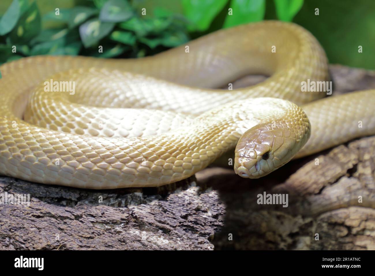 Indian spitting cobras hi-res stock photography and images - Alamy