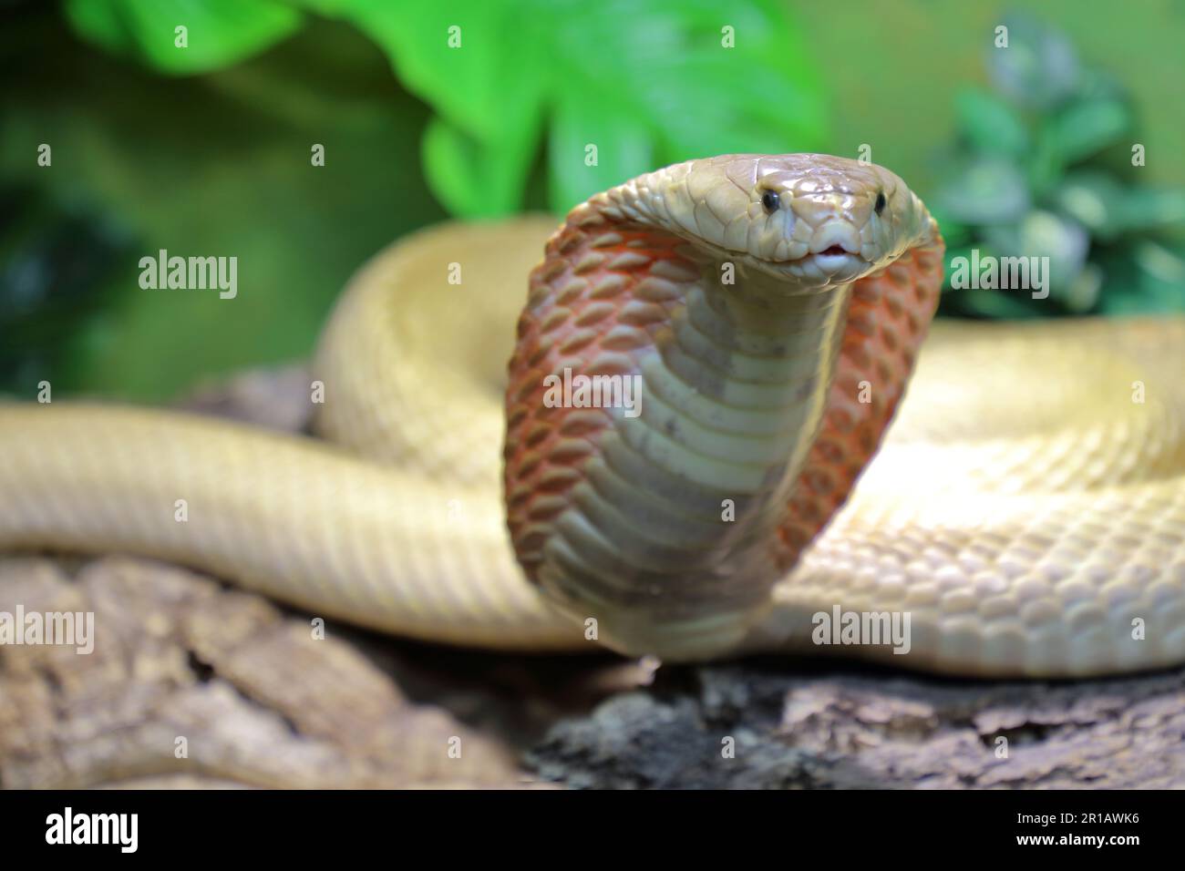 Monokelkobra / Monocled cobra / Naja kaouthia Stock Photo - Alamy