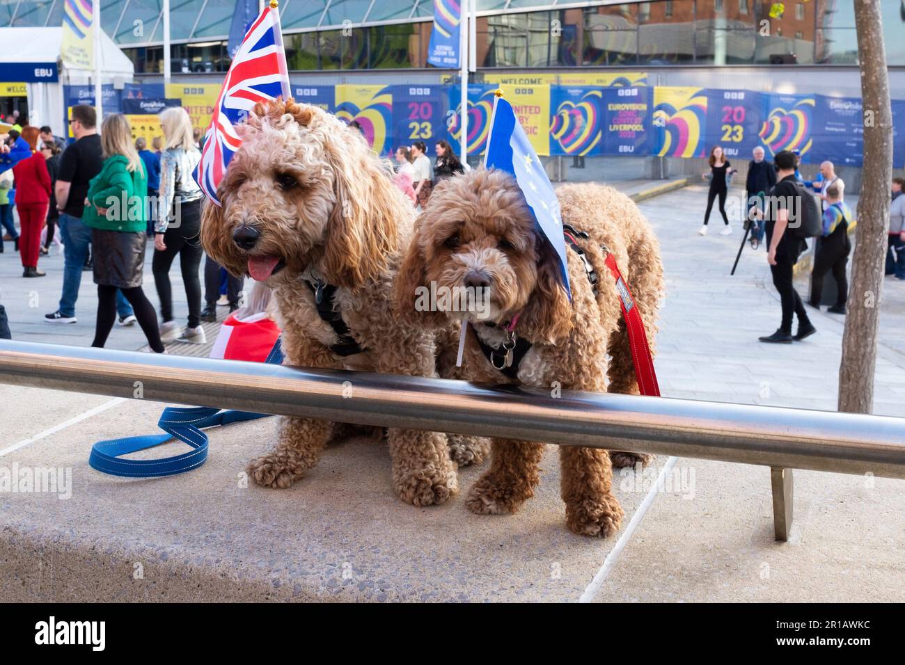 Liverpool - 12 May 2023 - Two dogs with EU flags outside the Liverpool ...