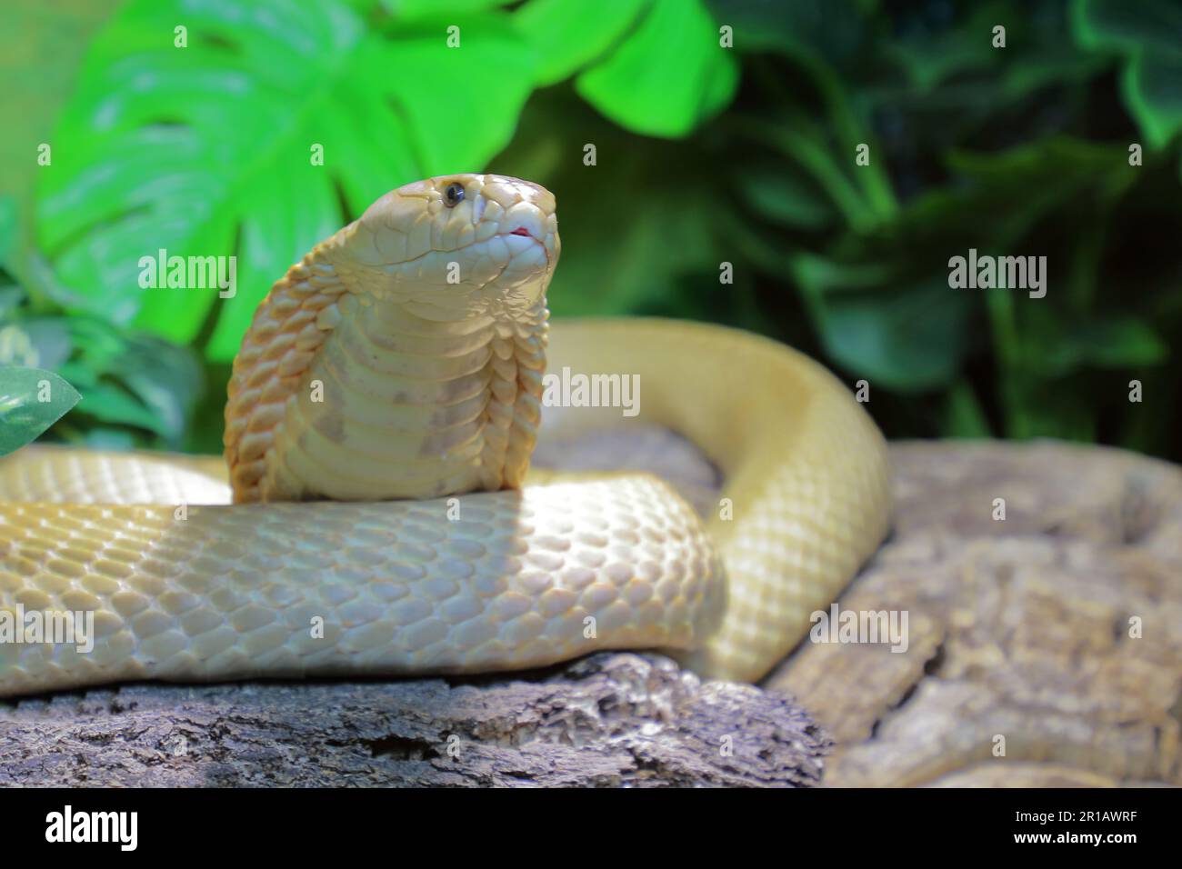 Monokelkobra / Monocled cobra / Naja kaouthia Stock Photo - Alamy
