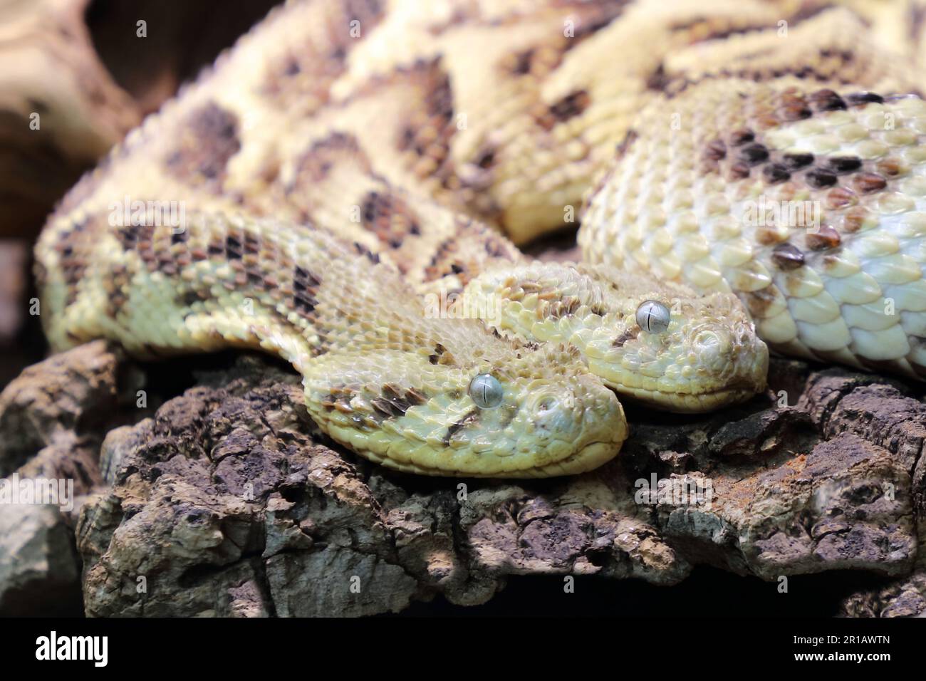 Afrika puff adder hi-res stock photography and images - Alamy