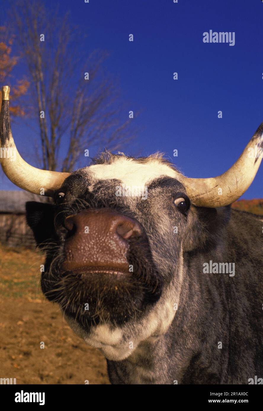 An oxen close up, 3/4 Shorthorn 1/ 4th Holstein, in Autumn field with ...