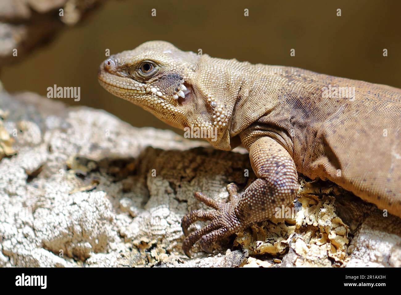 Common chuckwallas hi-res stock photography and images - Alamy