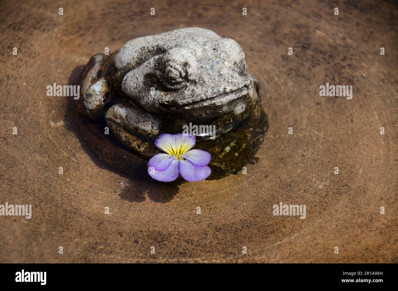 Stone toad in birdbath with violet flower floating in garden Stock ...