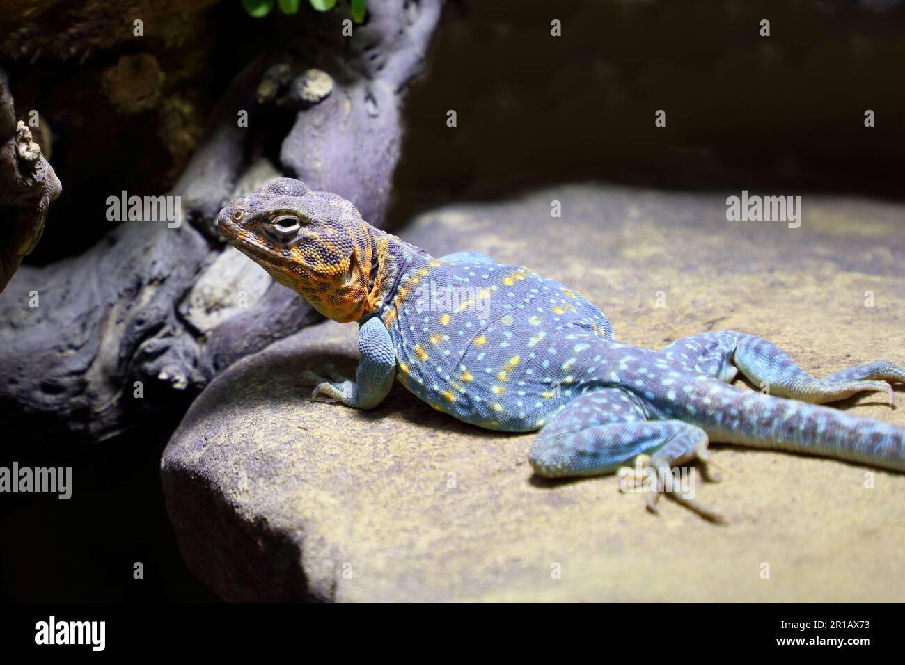 Halsbandleguan / Common collared lizard / Crotaphytus collaris collaris ...