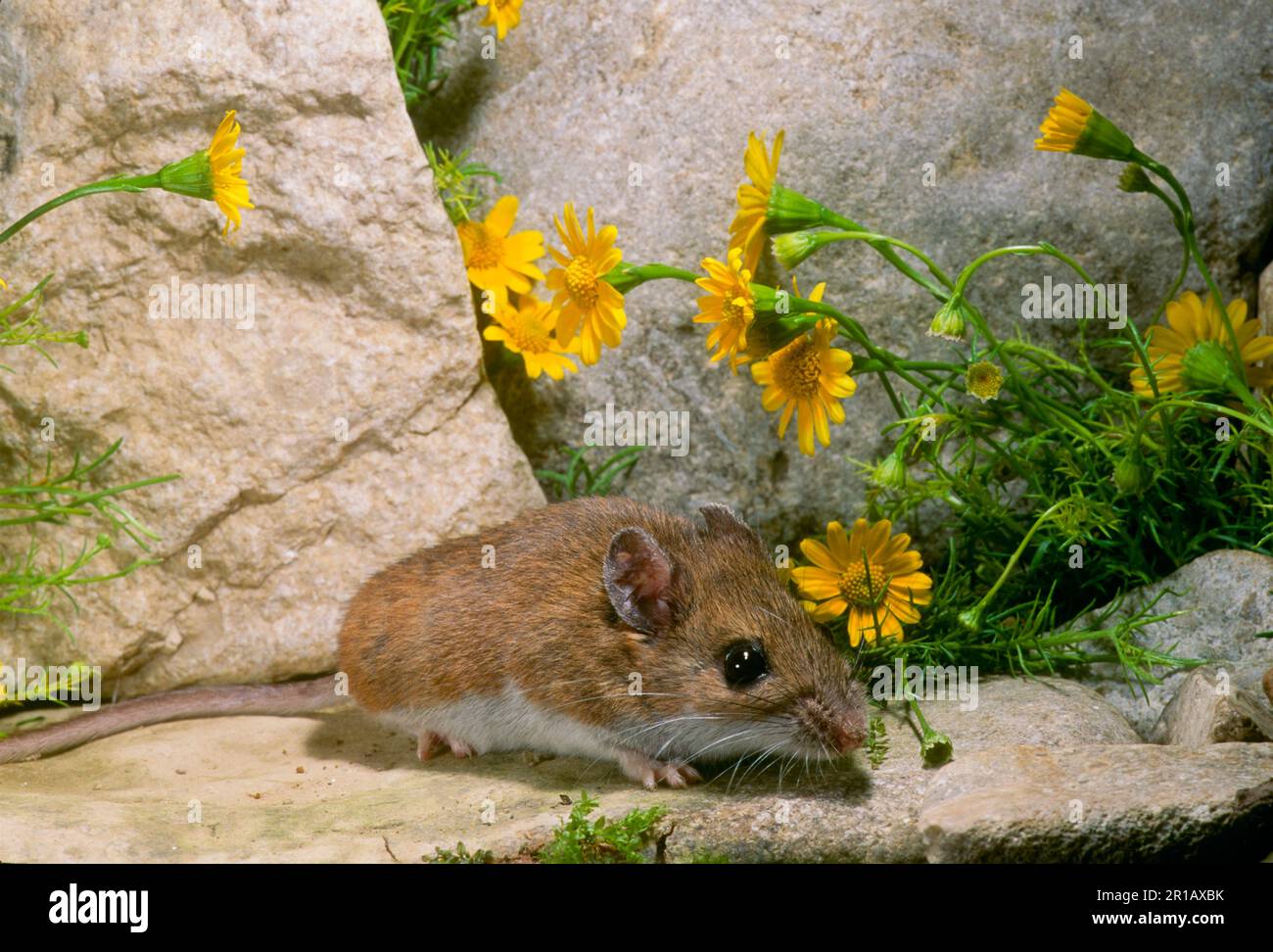A White footed mouse sitting on a rock in garden with yellow flowers ...