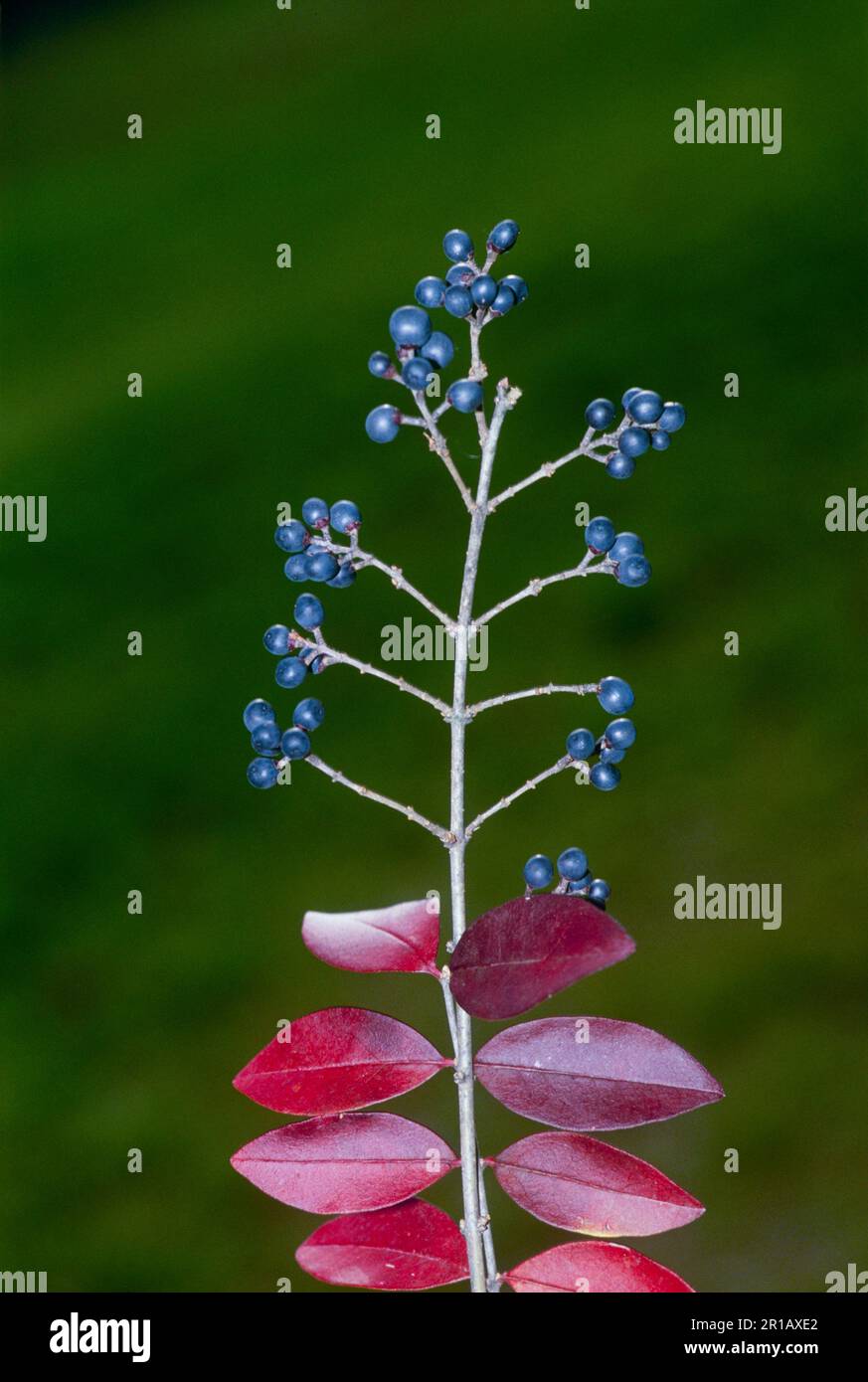 Berries and fall foliage of the Privet, Ligustrum Vulgare, growing wild ...