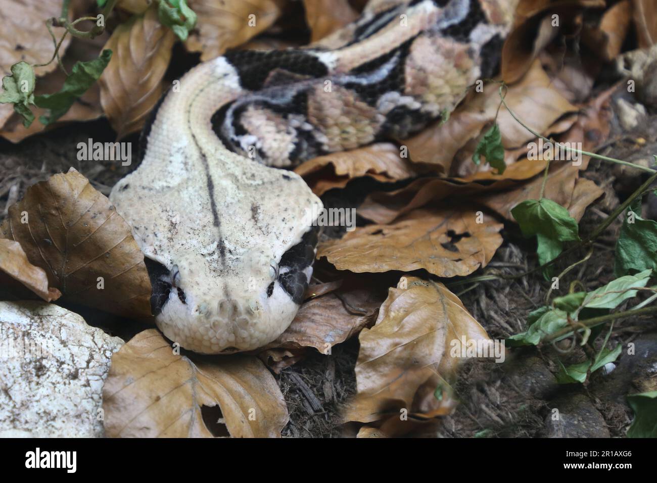 Östliche Gabunviper / Gaboon viper / Bitis gabonica Stock Photo - Alamy