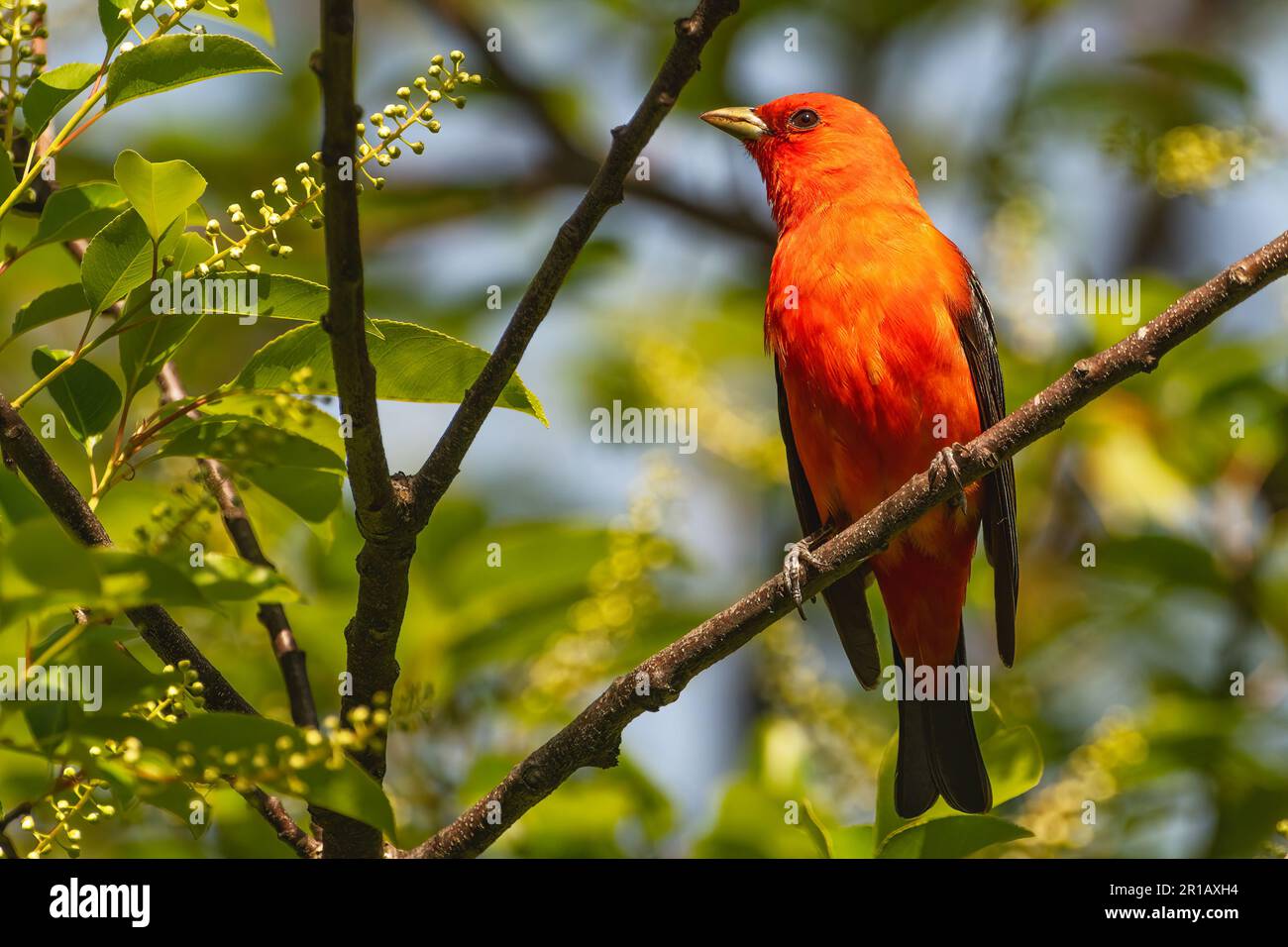 Scarlet tanager during spring songbird migration Stock Photo - Alamy