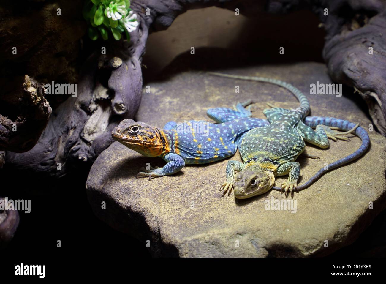 Halsbandleguan / Common collared lizard / Crotaphytus collaris collaris ...